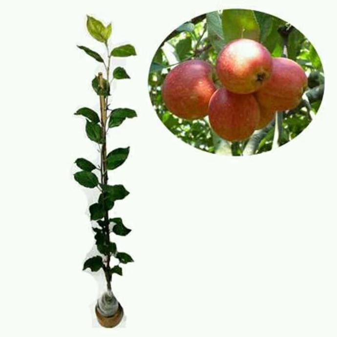 Jual Tanaman Buah Bibit Apel Jenis Rome Beauty-Apel Malang | Shopee ...