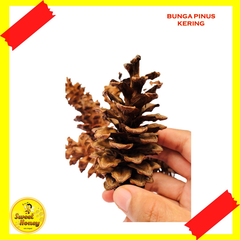 Jual BUNGA PINUS KERING NATURAL Indonesia|Shopee Indonesia
