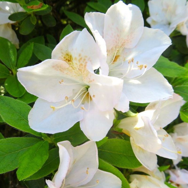 Jual Bibit Tanaman Azalea Snow White | Shopee Indonesia