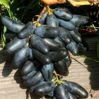 Jual Anggur Black Sapphire 1 Pack 300gr | Shopee Indonesia