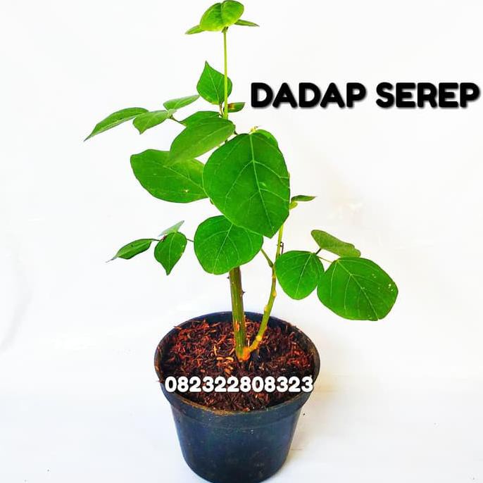 Jual DADAP SEREP BIBIT DADAP SEREP TANAMAN DADAP SEREP TERBAIK! | Shopee Indonesia