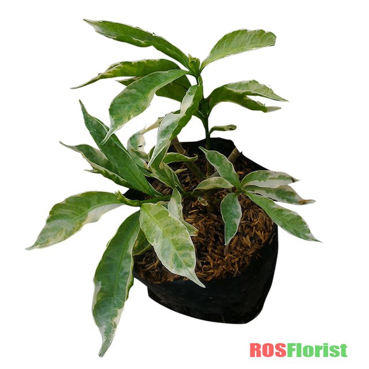Jual Tanaman Hias Rambusa Putih Indonesia|Shopee Indonesia
