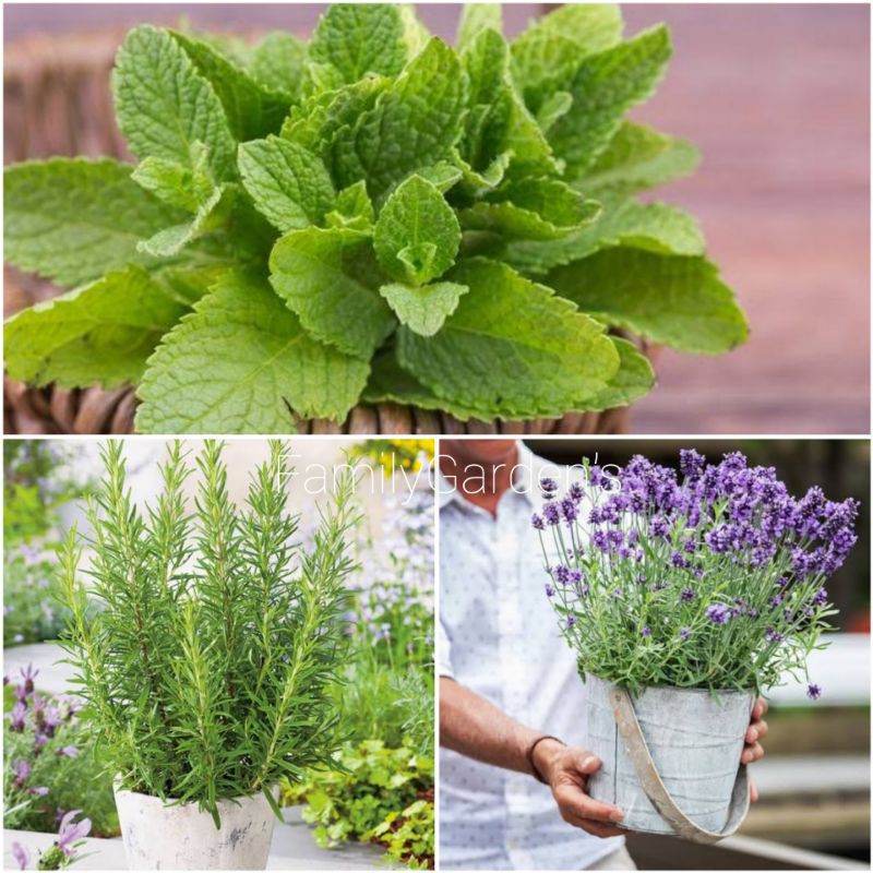 Jual Paket 3 Tanaman Herbal ( Lavender , Rosemary , Daun Mint ...