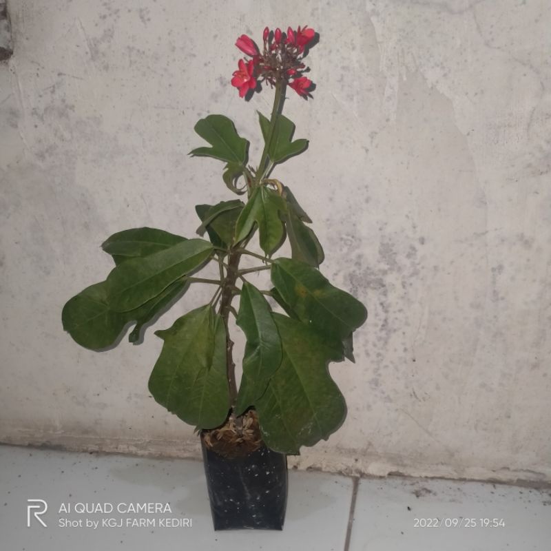 Jual Tanaman Hias Bunga Batavia Atau Jetropa Warna Merah Pakan Lebah