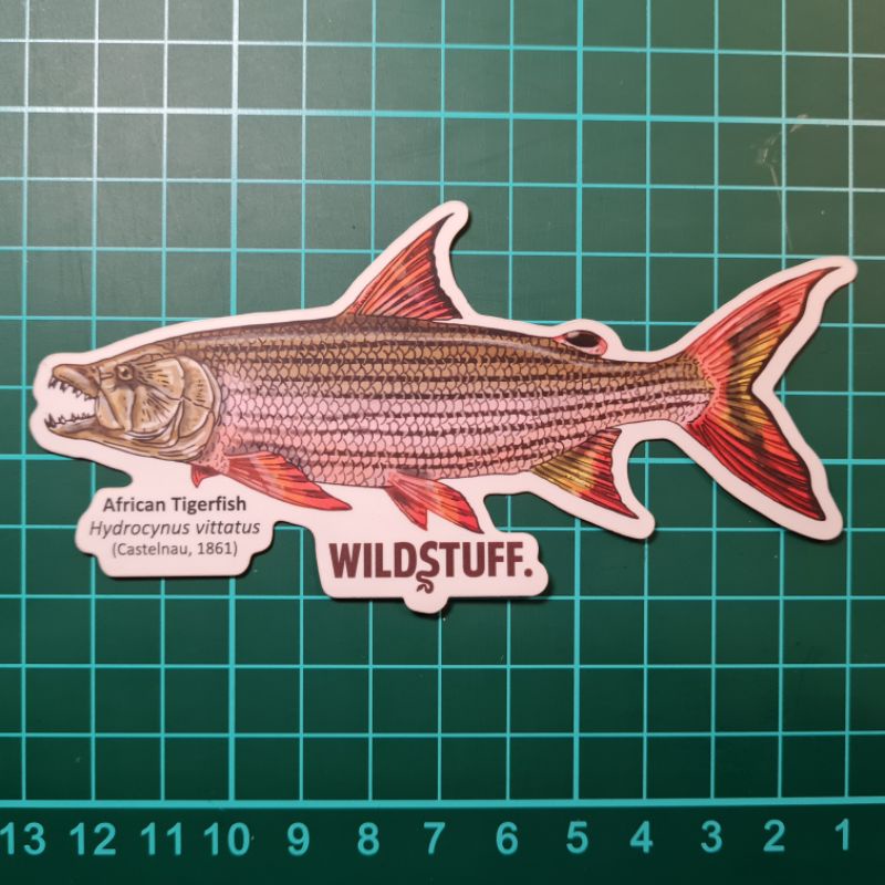 Jual STICKER STIKER AFRICAN TIGERFISH HYDROCYNUSVITTATUS SETIKER ...