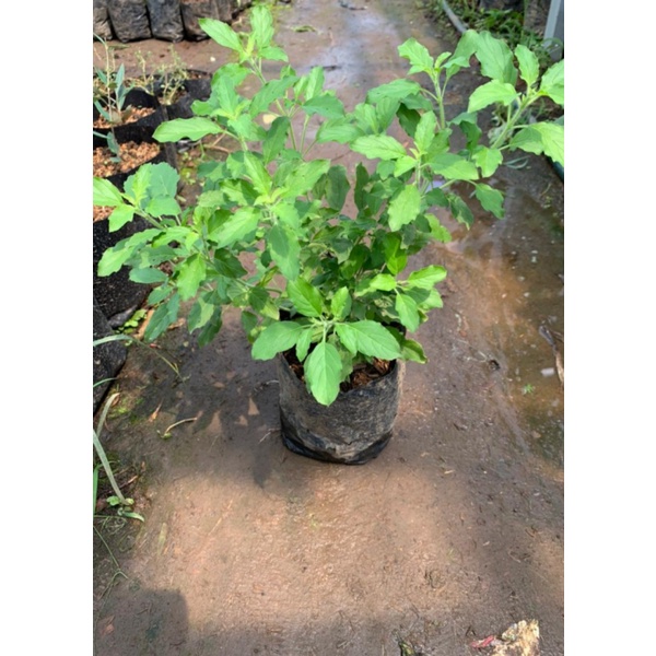 Jual Jual bibit tanaman Daun ruku-ruku atau tulsi holy basil obat ...