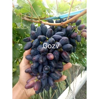 Jual Bibit Anggur Gozv | Shopee Indonesia