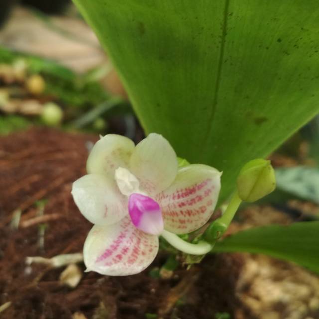 Jual Phalaenopsis Javanica Indonesia|Shopee Indonesia Jual Phalaenopsis Javanica Indonesia|Shopee Indonesia