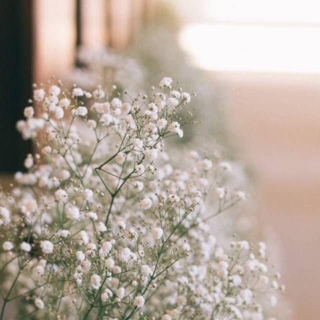 Jual Fresh Baby Breath Import, Fresh Gypsophila / Fresh flower | Shopee ...