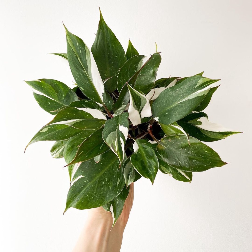 Jual Philodendron White Knight Philo Anakan Tanaman Pilodendron Tanaman ...