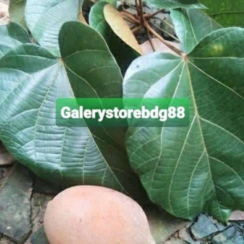 Jual Daun kluwek daun picung segar 1 kg | Shopee Indonesia