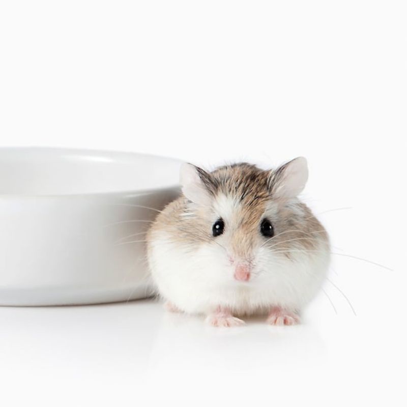 Jual Hamster Roborovski Hamster Robo | Shopee Indonesia