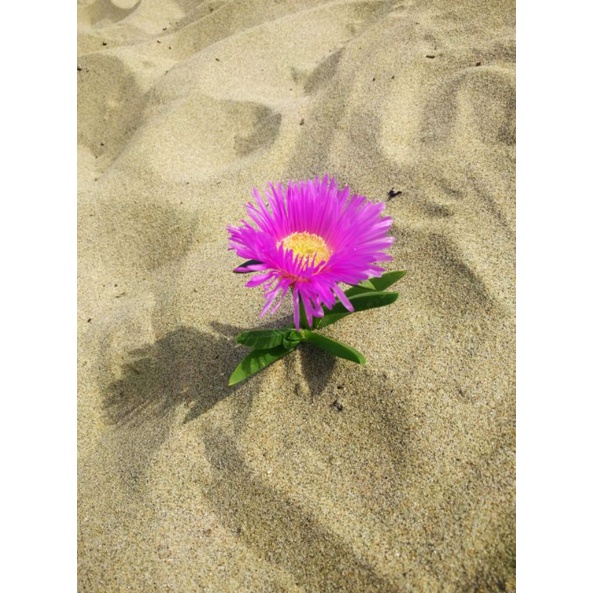 Jual bunga pasir | Shopee Indonesia