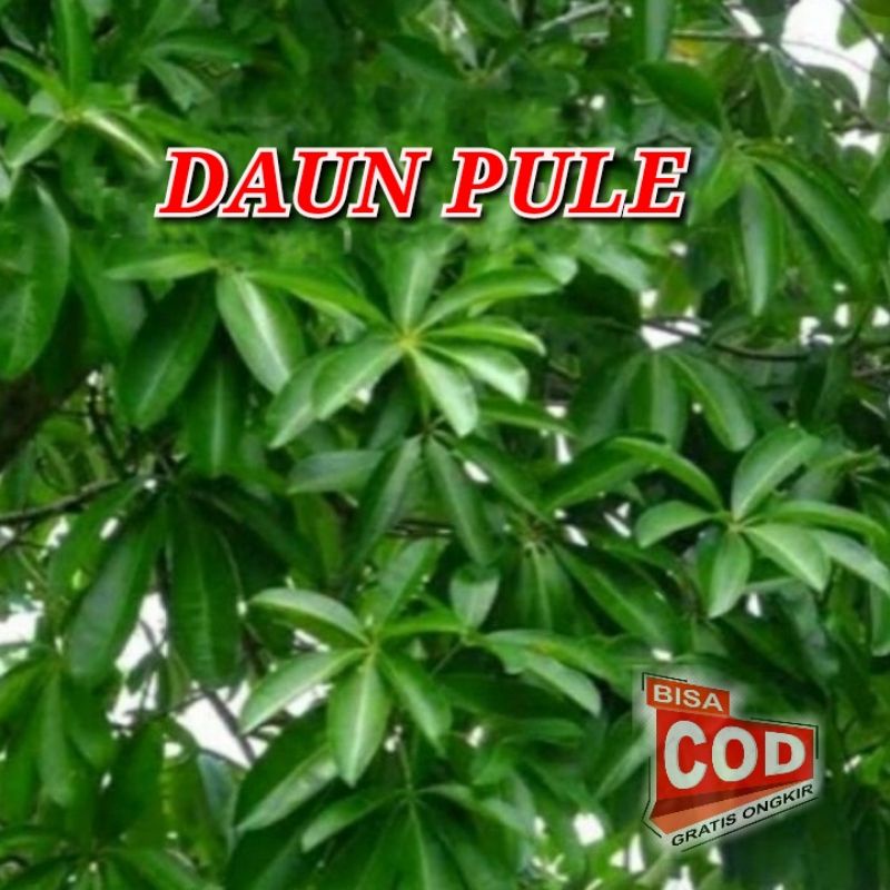Jual Daun Pule Segar 250 Gram | Shopee Indonesia