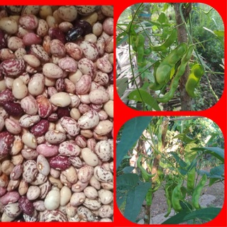 Jual Isi 5 Biji Benih Kacang Roay Kerupuk / Koro kerupuk | Shopee Indonesia