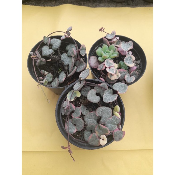 Jual string variegated | Shopee Indonesia