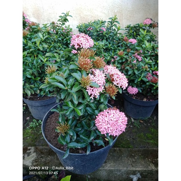 Jual paket 3bibit bunga asoka kuning gold pink dan putih | Shopee Indonesia