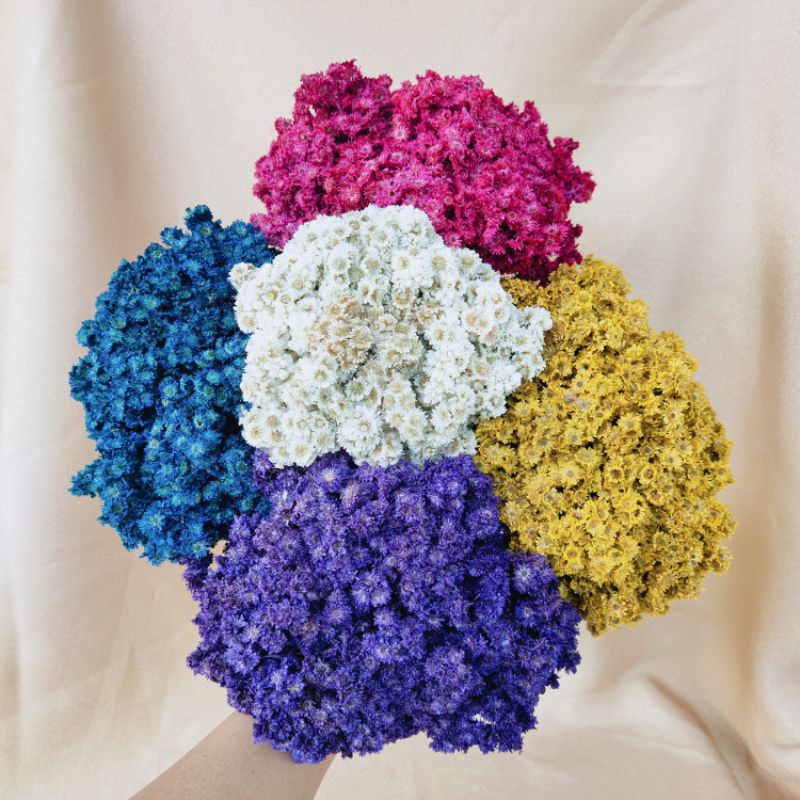 Jual 30 Tangkai | Bunga Edelweis Kering | Shopee Indonesia