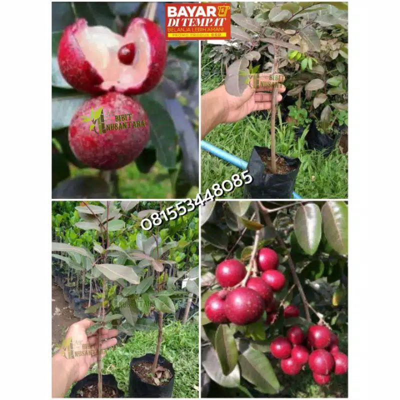 Jual Bibit kelengkeng merah ruby longan SUPER UNGGUL// bibit lengkeng ...