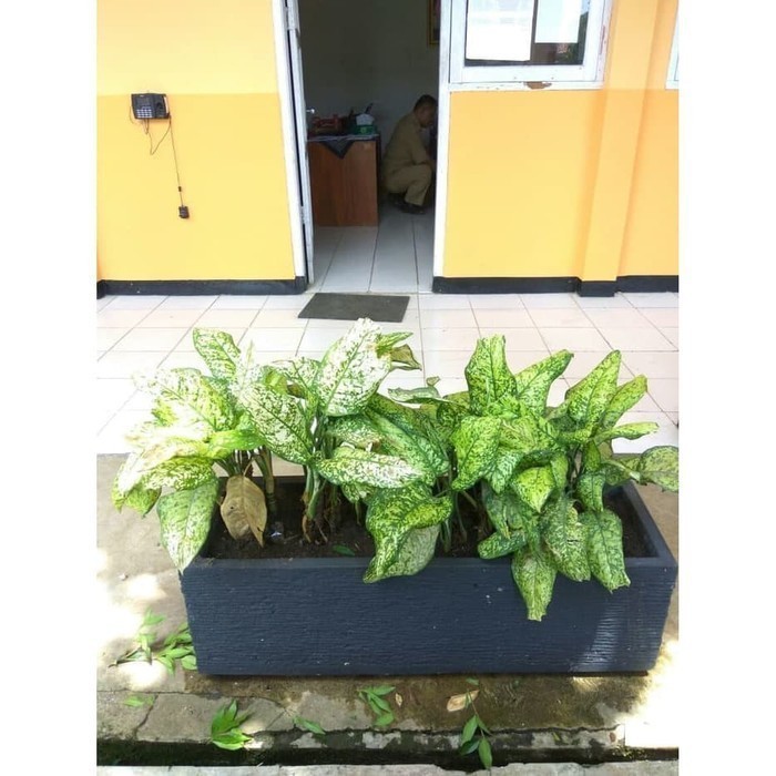Jual Pot Taman Bunga Cantik Tipe Kotak Minimalis dan elegan | Shopee ...