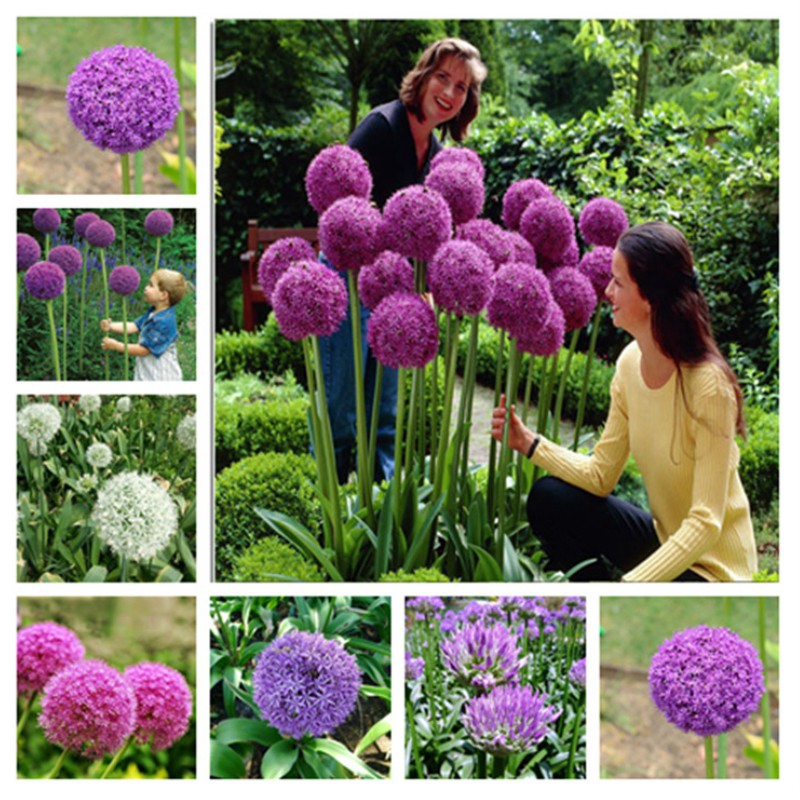 Jual Benih Bunga Giant Allium ( Allium Giganteum Globemaster ) | Shopee ...