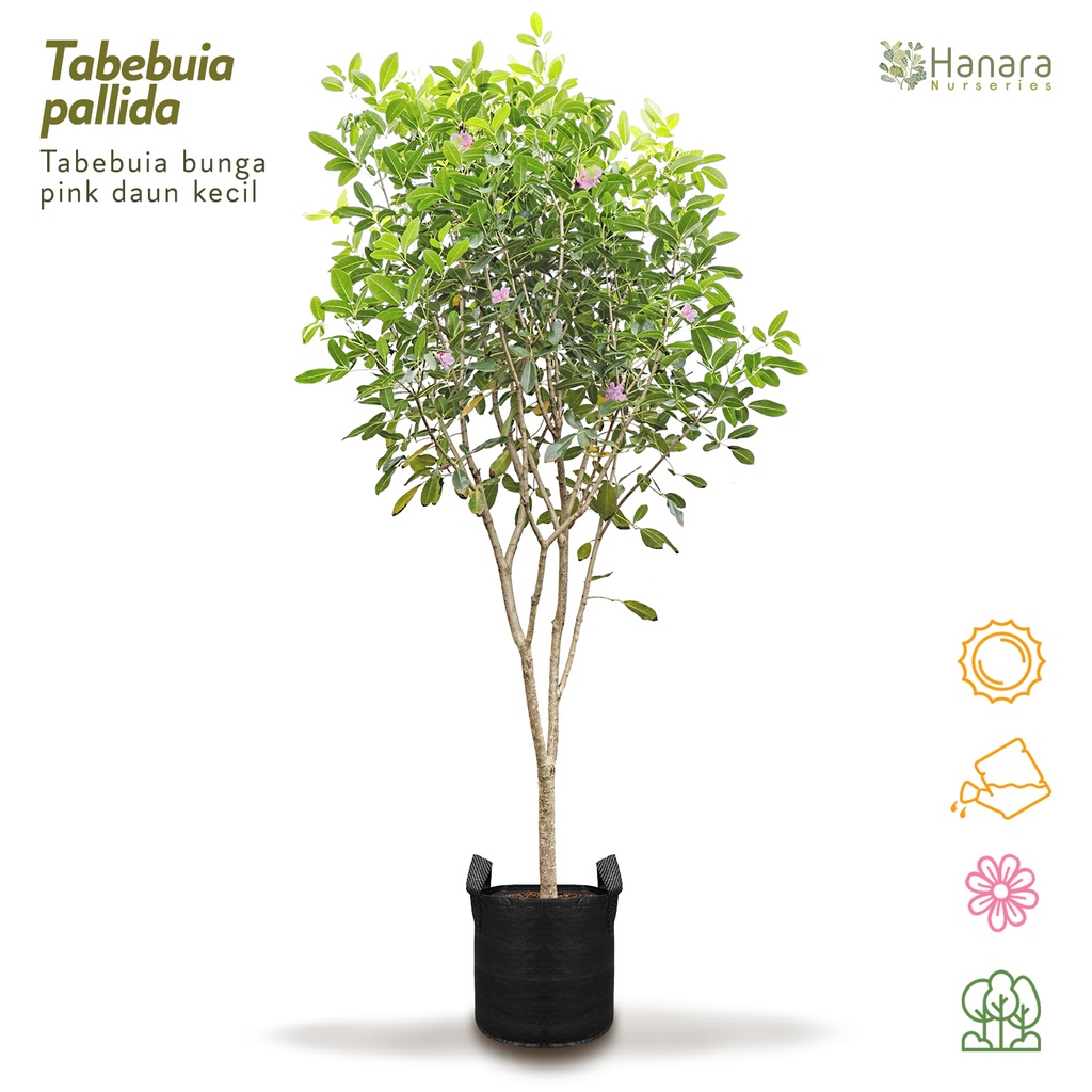 Jual Tabebuia pallida - Bunga pink daun kecil - pohon instan/instant ...
