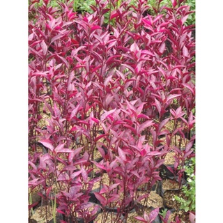 Jual Alternanthera Purple Night Semak ungu Bunga & Tanaman pohon erpah ...