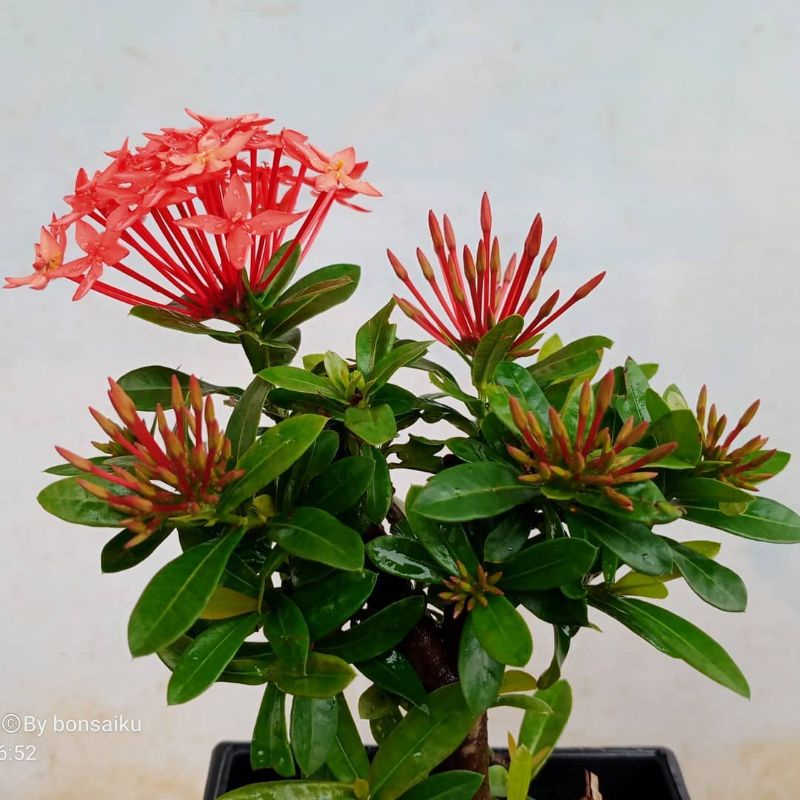 Jual Tanaman bunga asoka bunga merah / ixora bunga merah | Shopee Indonesia