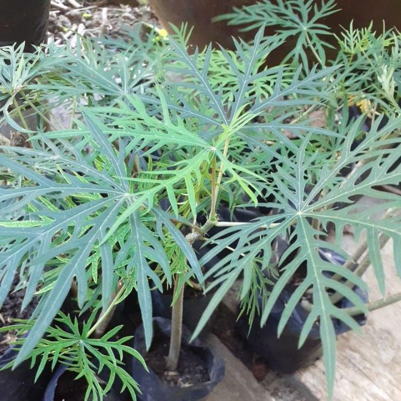 Tanaman Yodium - Perumperindo.co.id