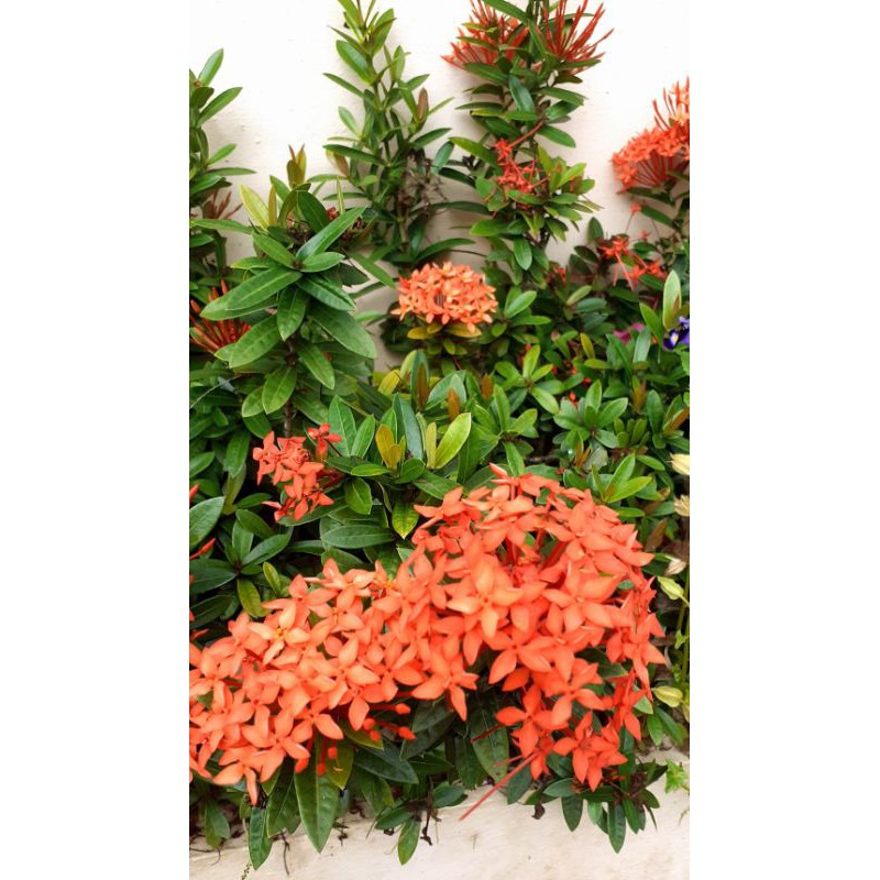 Jual Bunga Asoka Merah Mini/ Soka Merah Mini | Shopee Indonesia