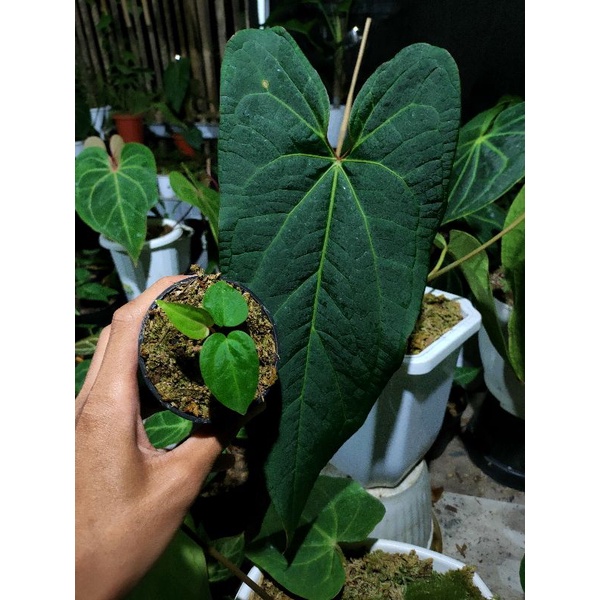 Jual anthurium papilaminum original | Shopee Indonesia