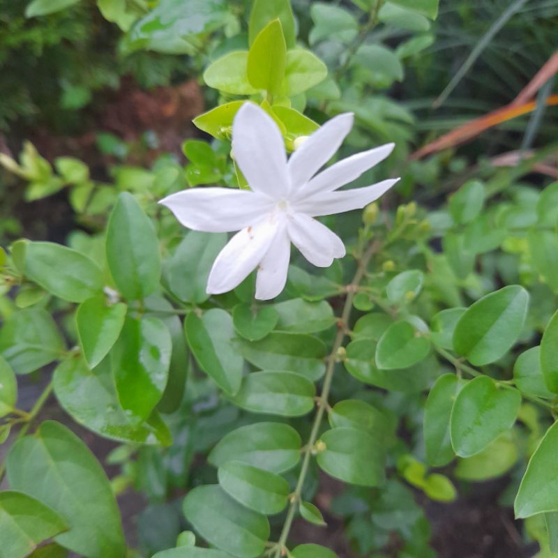 Jual Tanaman Hias Melati Bintang | Shopee Indonesia