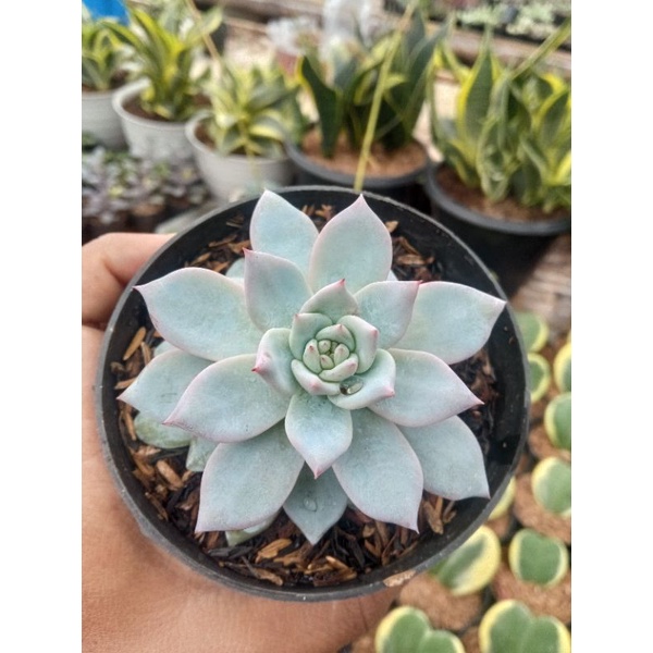 Jual tanaman hias sekulen echeveria blue bird | Shopee Indonesia