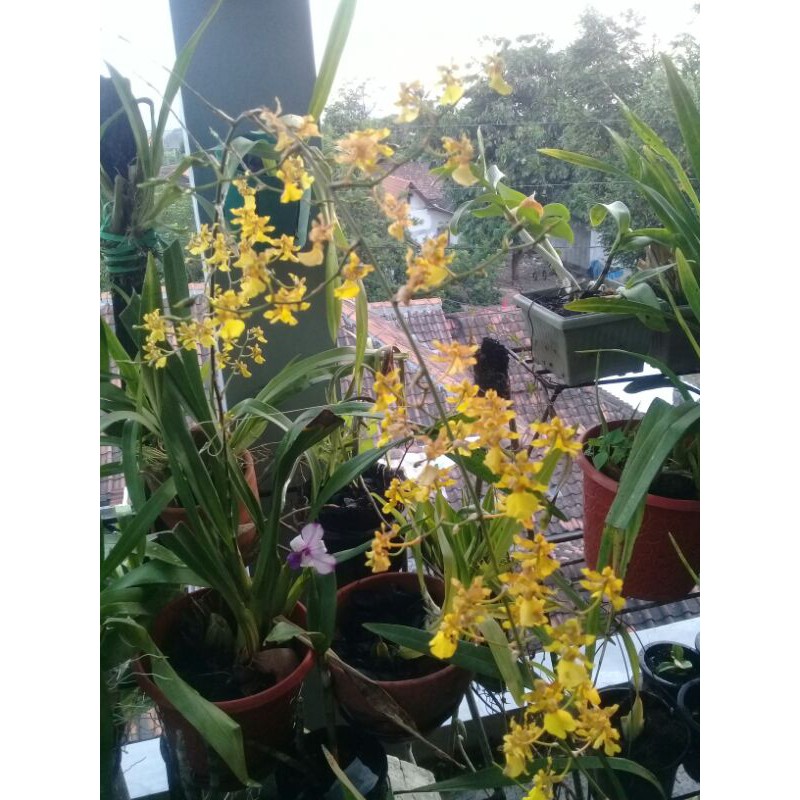 Jual Anggrek oncidium americana (promo) | Shopee Indonesia
