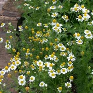 Jual Benih Bunga Jerman Fragrant Chamomile Bunga Kamomil (Isi 10 biji ...