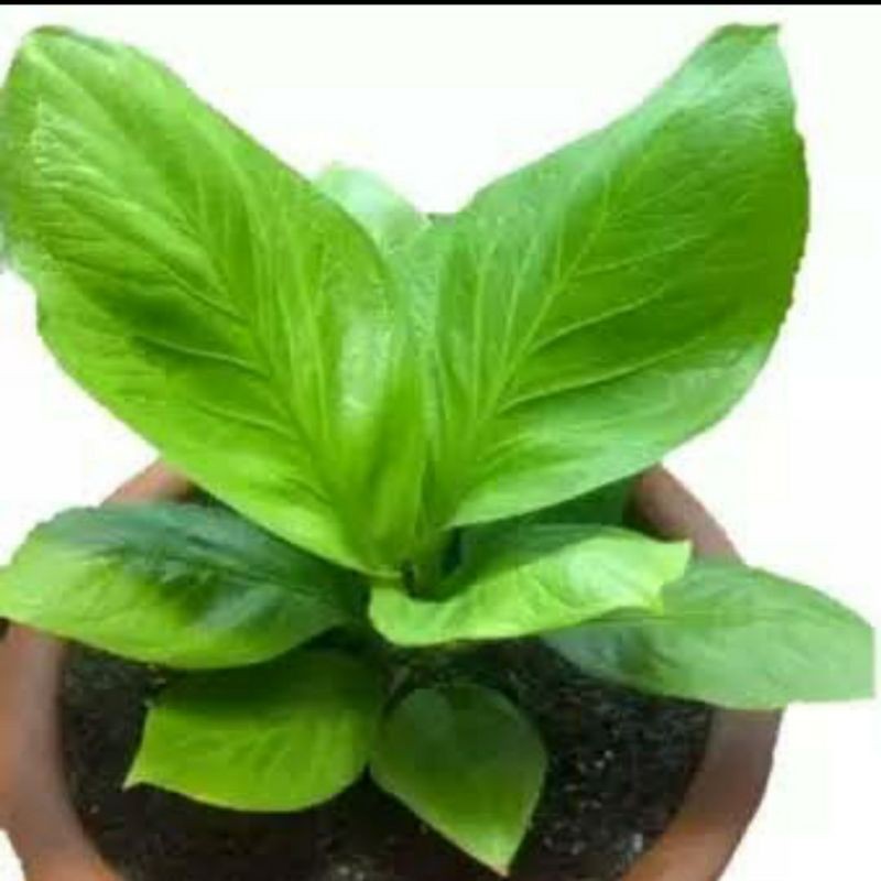 Jual Tanaman Hias Antorium Jemani Cobra - Pohon Antorium Jemani Cobra ...