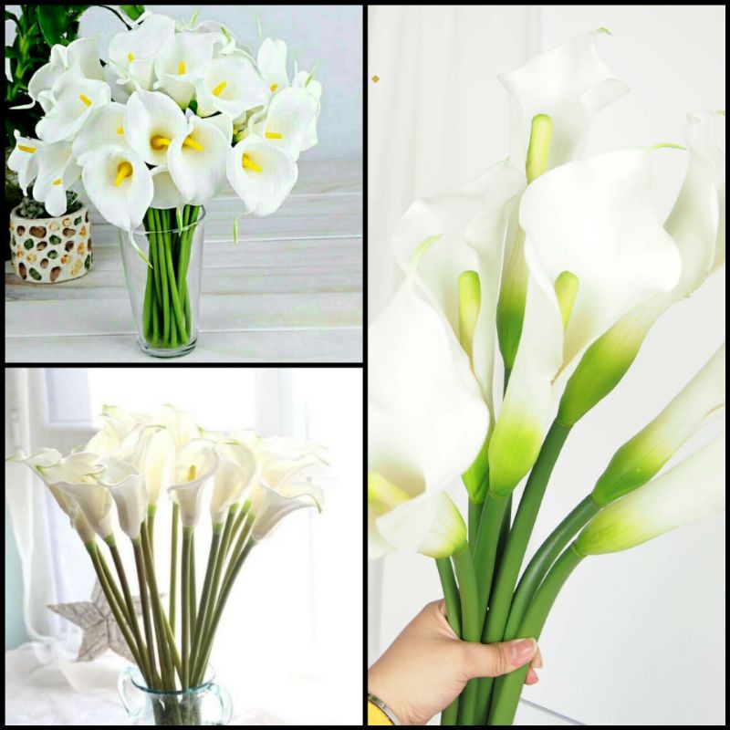 Jual Bunga Potong Calla Lily Murah 1 ikat 10 tangkai | Shopee Indonesia