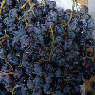 Jual ANGGUR BLACK AUTUMN ROYAL(NONBIJI) 1KG | Shopee Indonesia