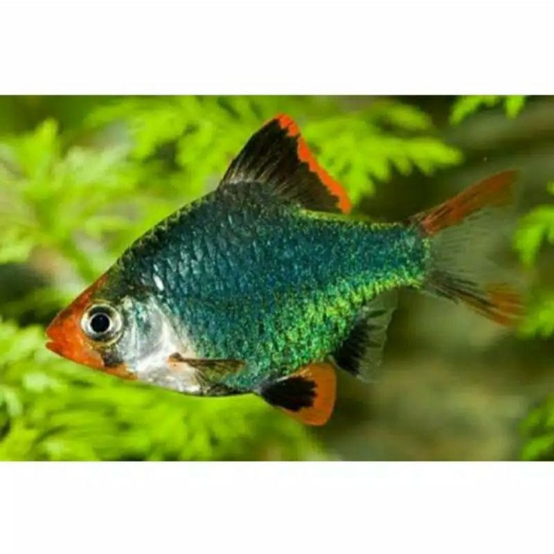 Jual ikan sumatra green tiger barb | Shopee Indonesia