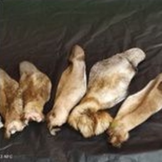 Jual Kuping Kambing 500 gram | Shopee Indonesia