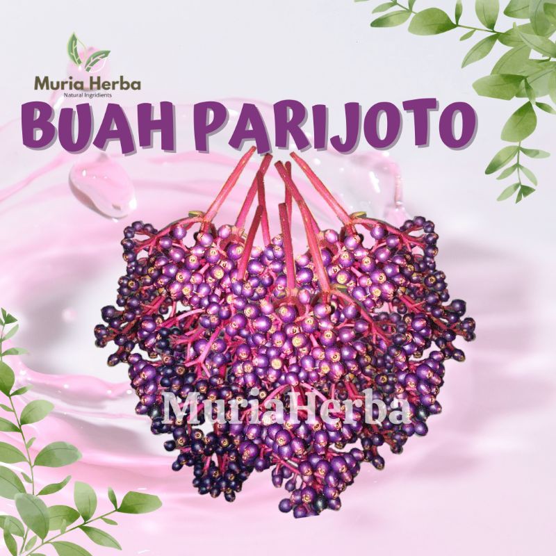 Jual BUAH PARIJOTO | PROMIL BUAH PARIJOTO| BUAH PARIJOTO SEGAR | Shopee ... Jual BUAH PARIJOTO | PROMIL BUAH PARIJOTO| BUAH PARIJOTO SEGAR | Shopee ...
