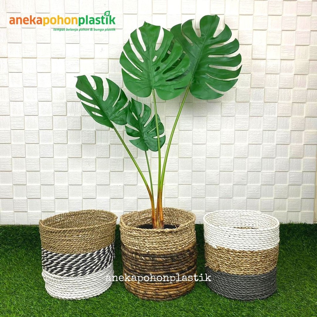 Jual Pohon Hias Daun Monstera Latex Akar Pot Dasar Cover Bulat Seagrass ...