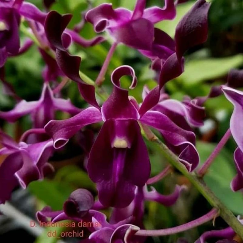 Jual tanaman hias angrek dendrobium bunga ungu kriting cantik | Shopee ...