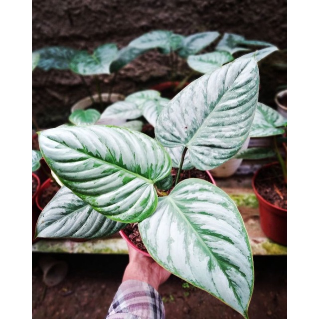 Jual Philo Sodiroi | Tanaman Hias | Philodendron | Bonus Pot Merah ...