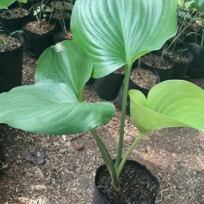Jual Tanaman Hias Keladi Tapak Kuda - Pohon Keladi Bakung - Tanaman ...