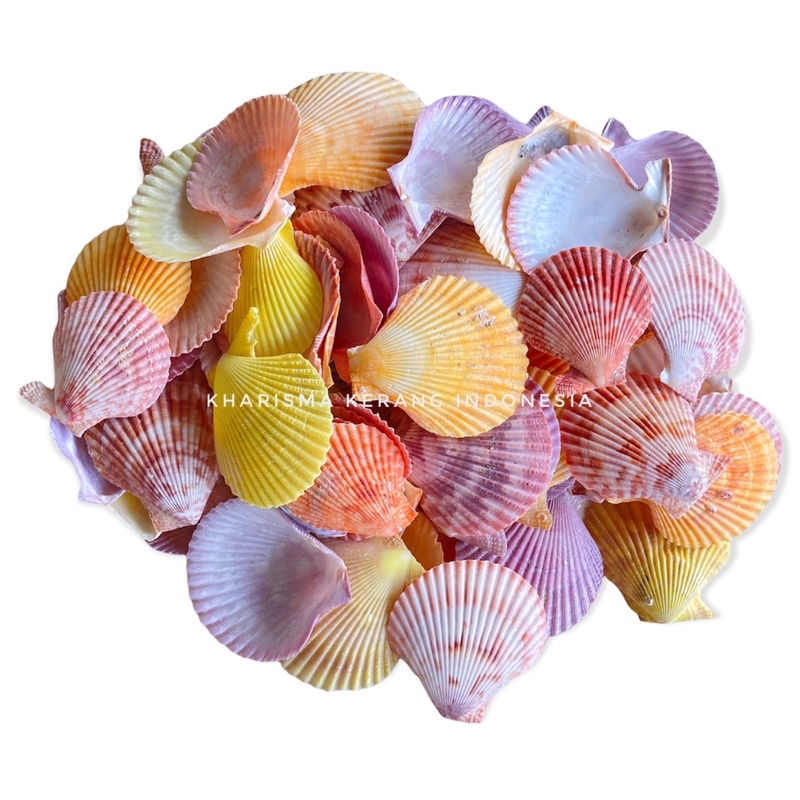 Jual NOBLE SCALLOP SHELL 100PCS MIMACHLAMYS CRASSICOSTATA SHELL ...