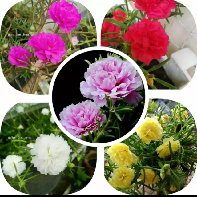 Jual Paket 5 bunga jam 8- tanaman hias mossrose -bunga jam 8 sutra ...