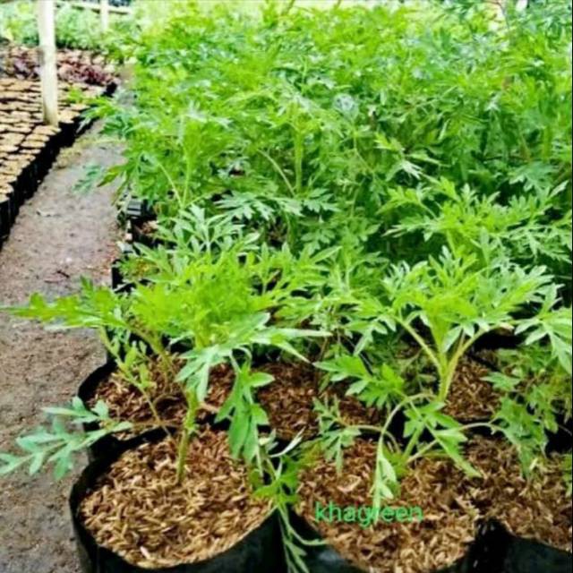 Jual Jual Pohon kenikir | Shopee Indonesia