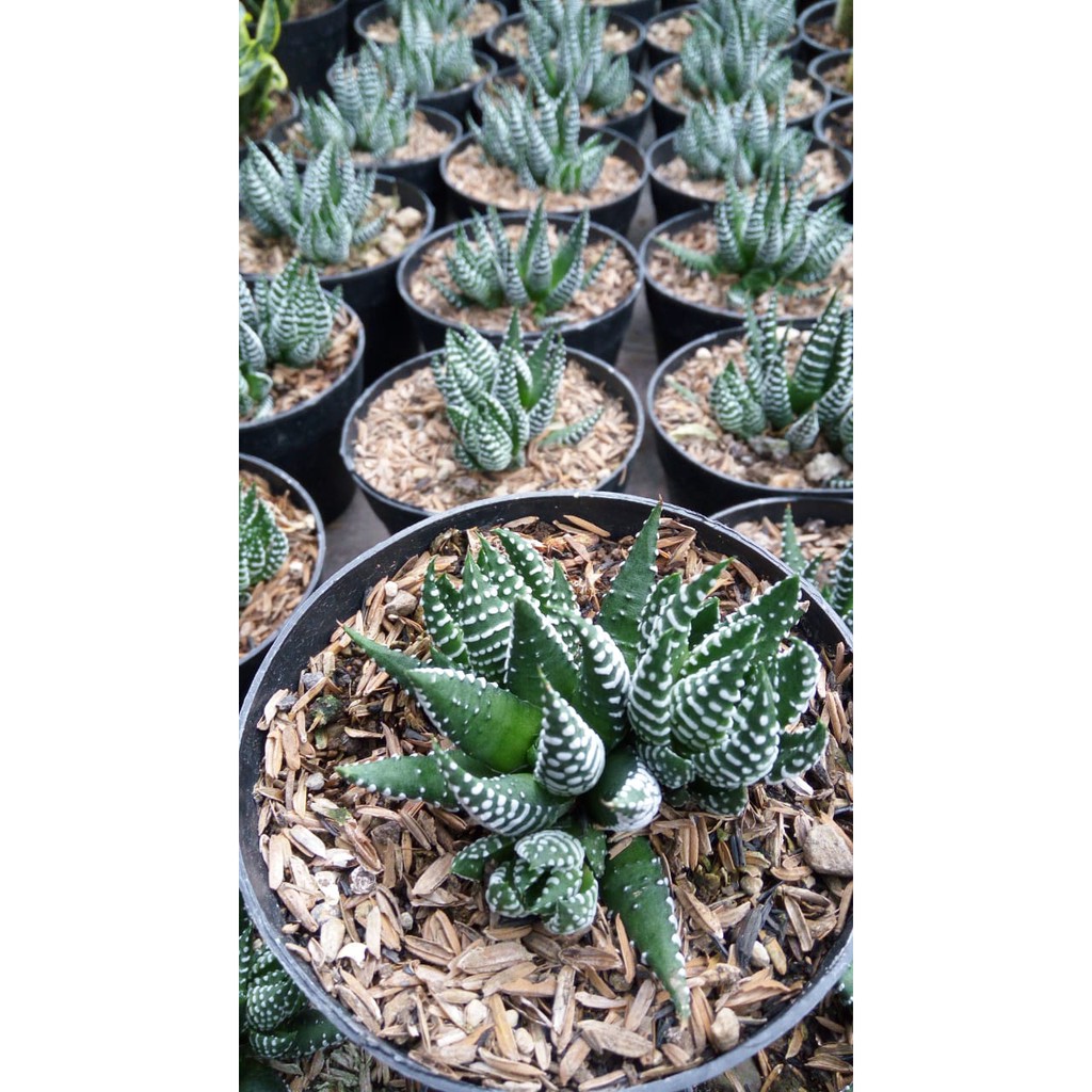 Jual KAKTUS HAWORTHIA CLUSTER | HAWORTHIA ZEBRA | KAKTUS SUKULEN ...