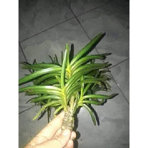 Jual Vanda Mini | Shopee Indonesia